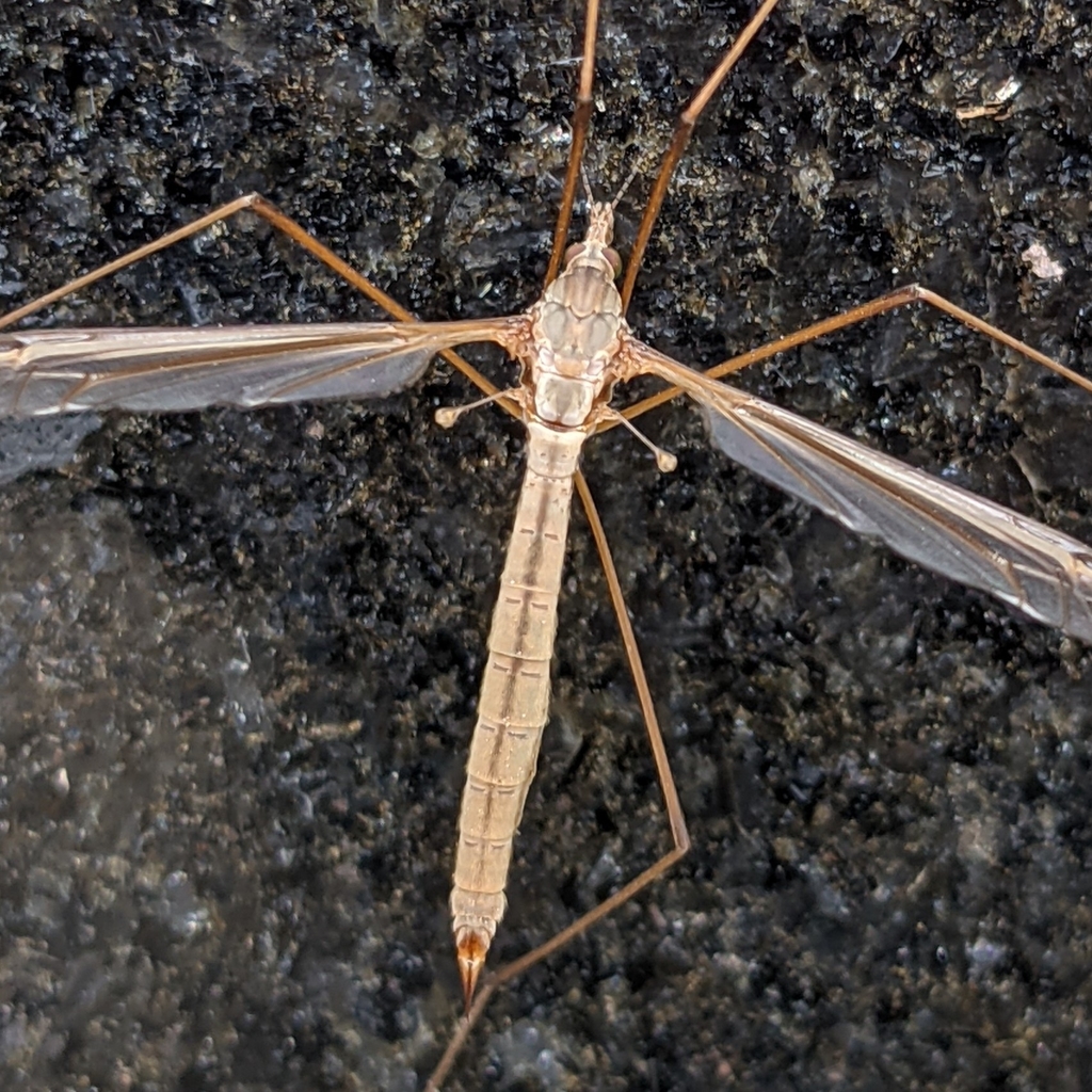 Marsh Crane Fly from Downtown, Cleveland, OH, USA on September 13, 2021 ...