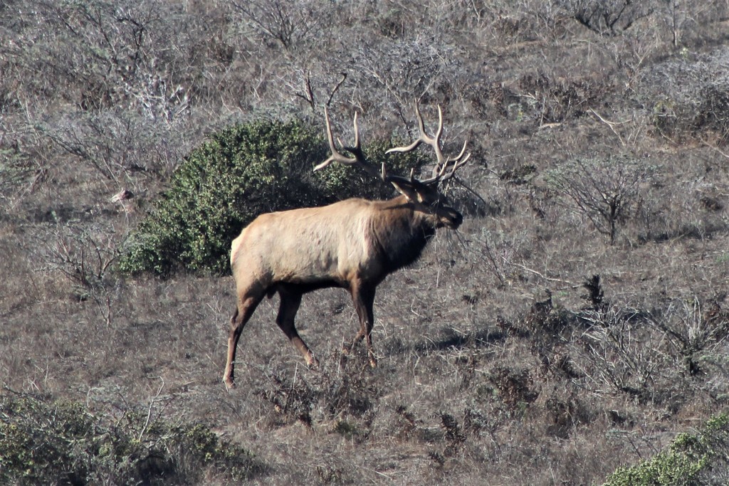 Tule Elk in September 2021 by Nancy Fox · iNaturalist