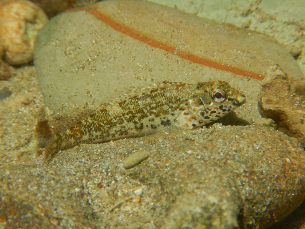 Throatspotted Blenny from Machalilla, Manabí Province, Ecuador on ...