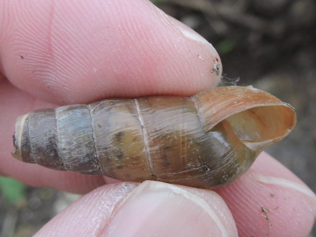 Decollate Snail from Bexar County, US-TX, US on February 22, 2015 by ...