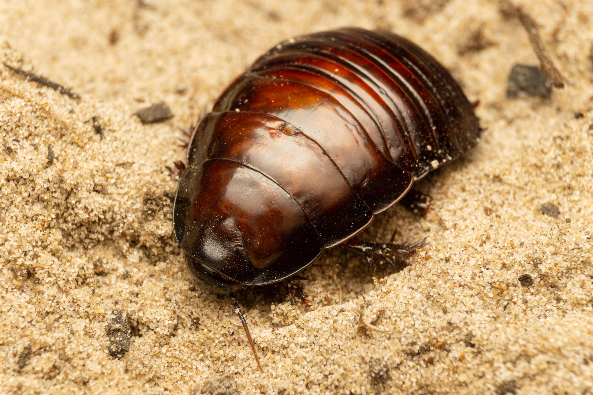 Geoscapheus crenulatus (Shaw, 1925)