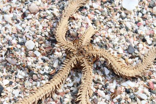 Spiny Snake-like Brittle Star (Ophiocomella valenciae) · iNaturalist