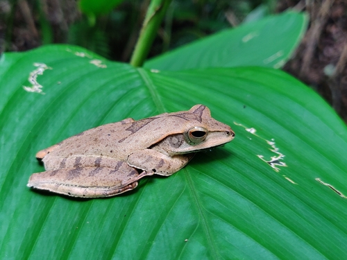 False Hourglass Tree Frog (Amphibians of Kerala) · iNaturalist