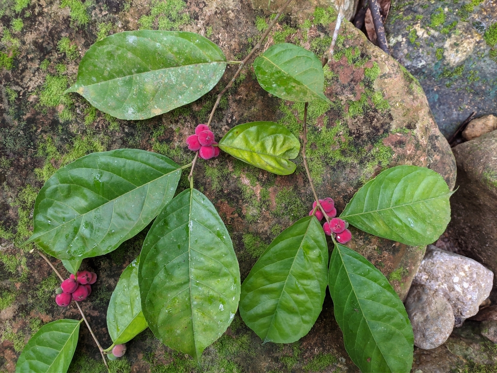 Trophis racemosa from Ovejas, Sucre, Colombia on September 13, 2021 at ...