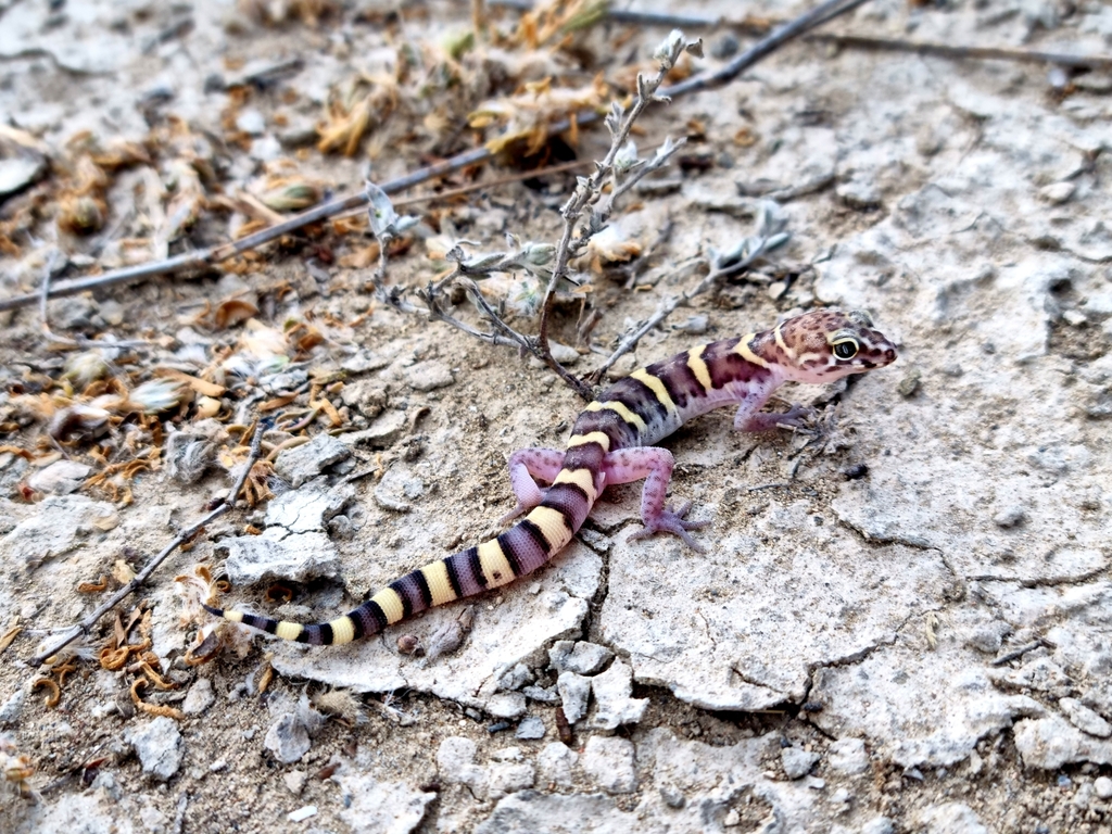 Texas Banded Gecko from Miguel Hidalgo, 66008 García, N.L., México on ...