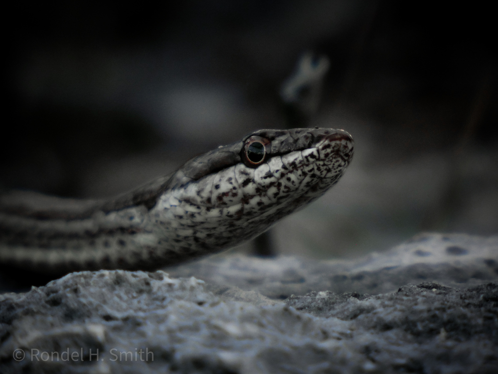 Puerto Rican Racer from The Settlement, British Virgin Islands on ...
