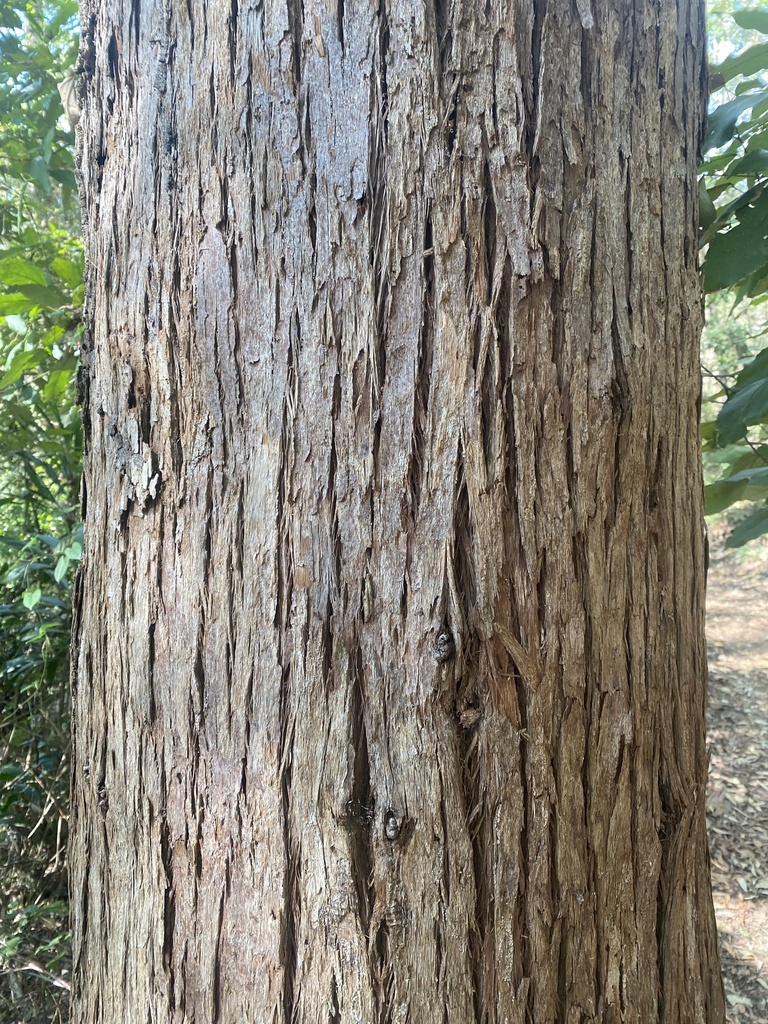 Swamp Mahogany from Pindari Hills, Advancetown, QLD, AU on September 15 ...