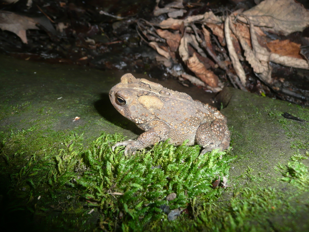 American Toad from Plotterkill Nature Preserve on June 25, 2009 by ...