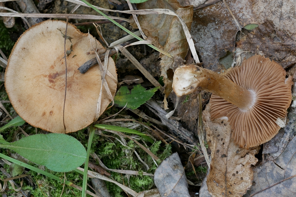 Webcaps from Bedford County, US-PA, US on September 10, 2021 at 04:41 ...