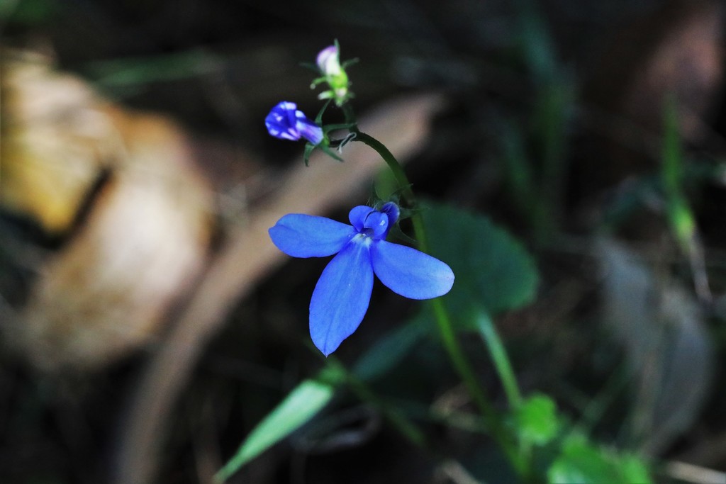 forest lobelia from Bundagen NSW 2454, Australia on September 13, 2021 ...