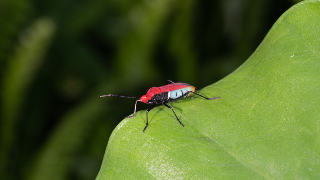 Dindymus sanguineus from 深圳恩上水库 on September 10, 2021 at 02:43 PM by ...