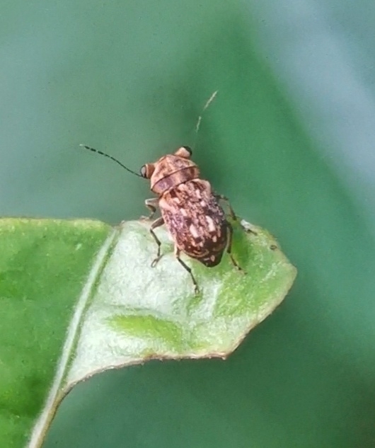 Exechesops leucopis from Windsor Nature Park on September 15, 2021 at ...