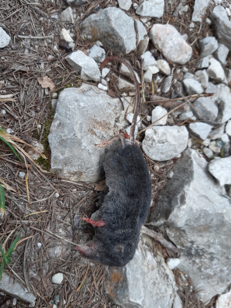 Alpine Shrew in September 2021 by mpi · iNaturalist