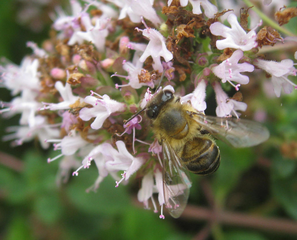 Cape Honey Bee from House on January 21, 2015 by Sally Adam. Bee ...