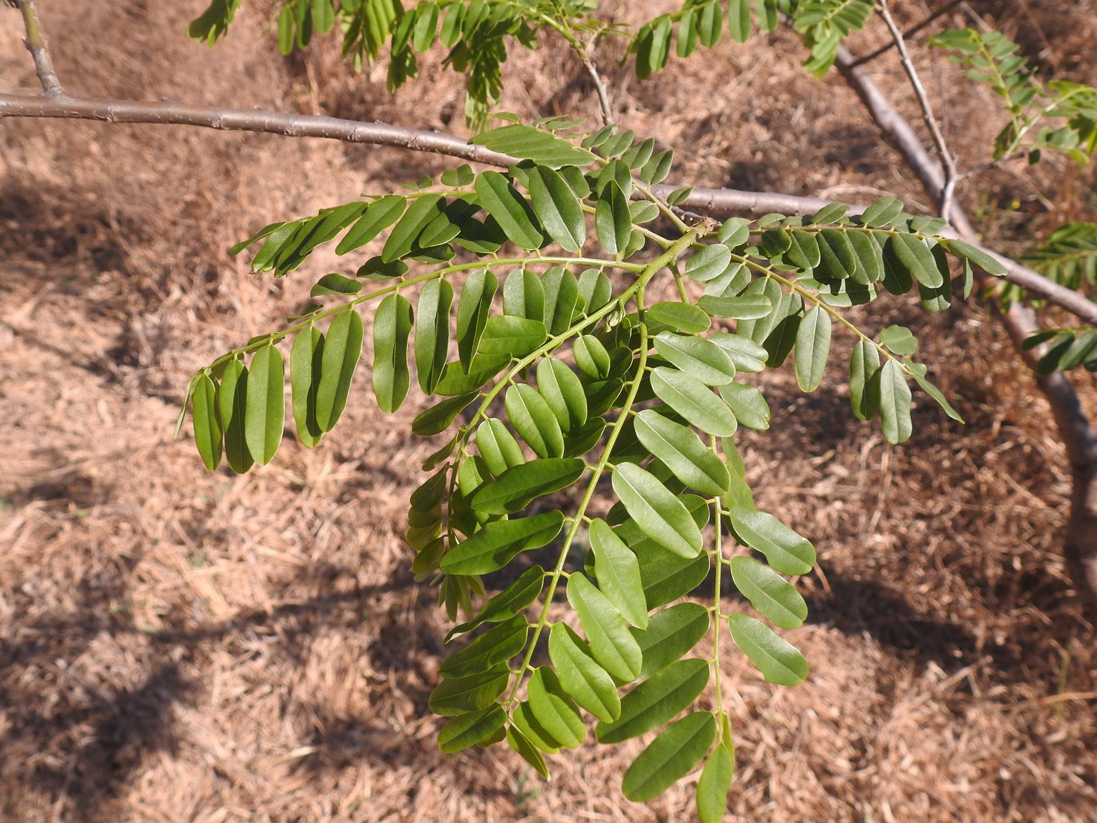 Cordyla africana Lour.
