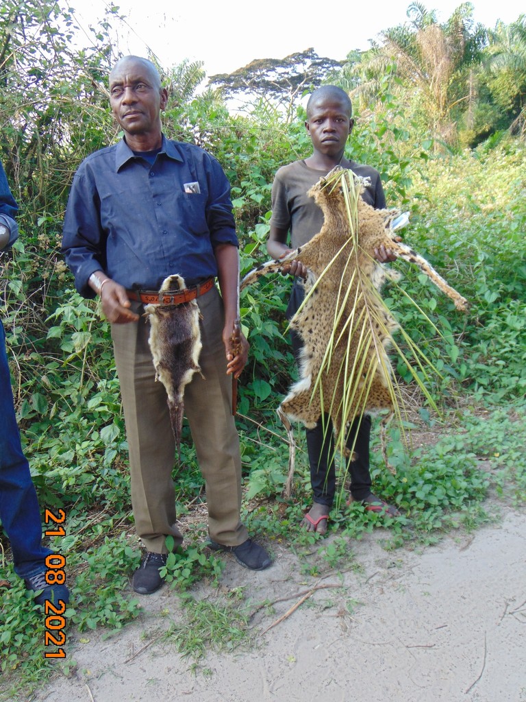 Giant Ottershrew from Kailo, Democratic Republic of the Congo on August ...