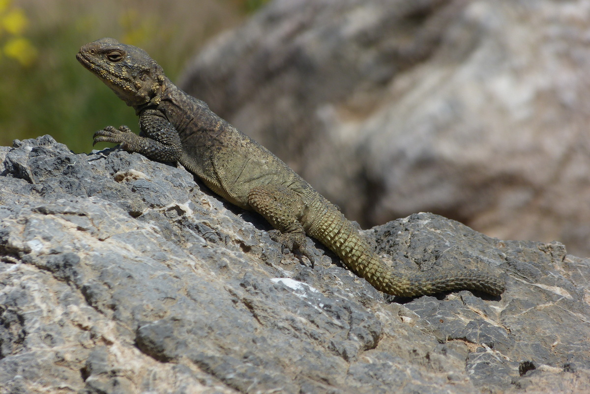 Paralaudakia microlepis (Blanford, 1874)