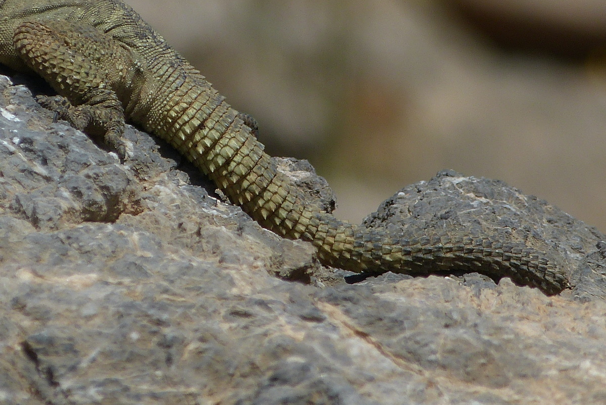Paralaudakia microlepis (Blanford, 1874)