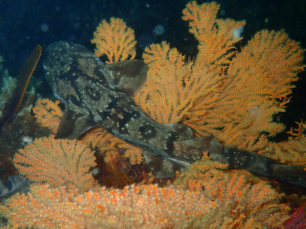 Dark Shyshark (Haploblepharus pictus) - Marine Life Identification