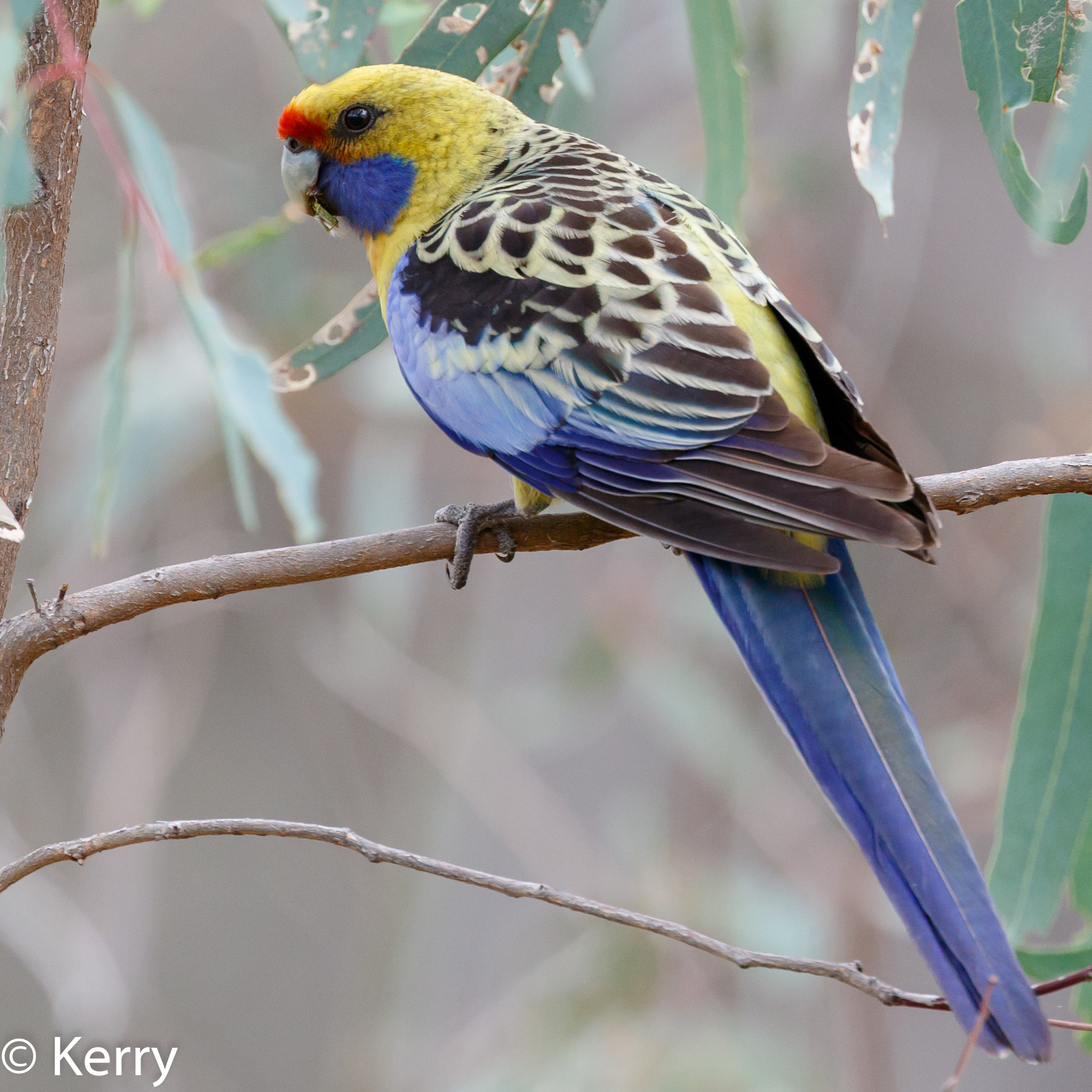 Yellow Rosella