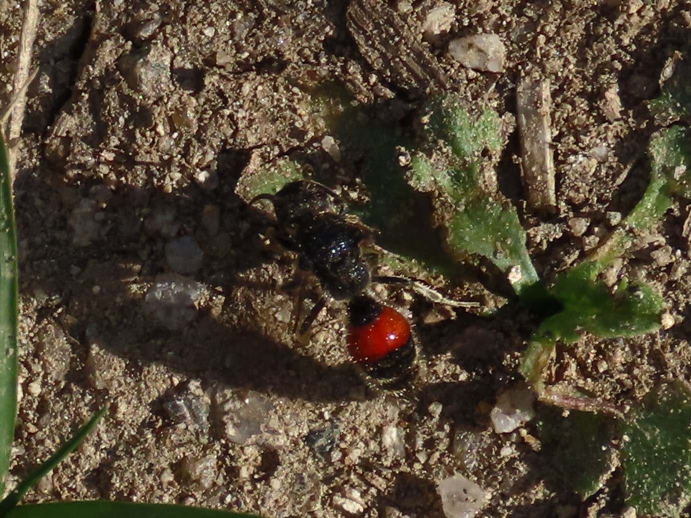 Neotrogaspidia Lelej, 1996