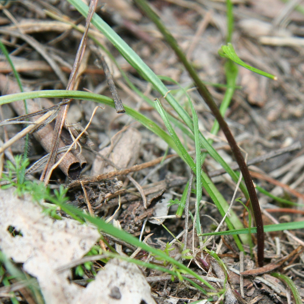 Murnong (Microseris walteri) - Botanical Realm