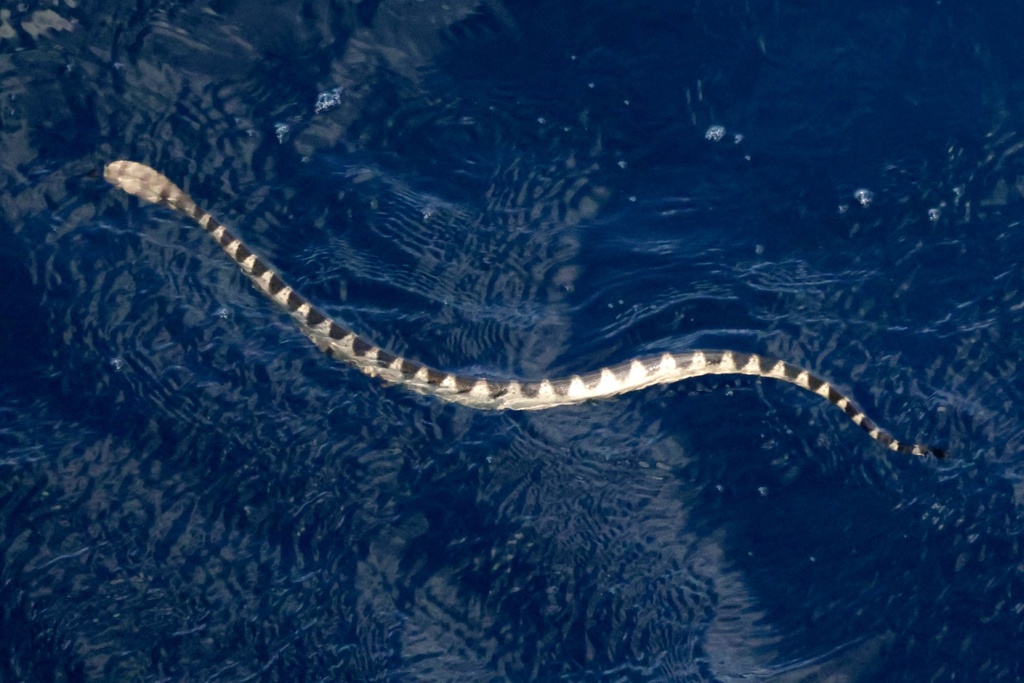 Small-headed Sea Snake from Indian Ocean, AU on September 15, 2021 at ...