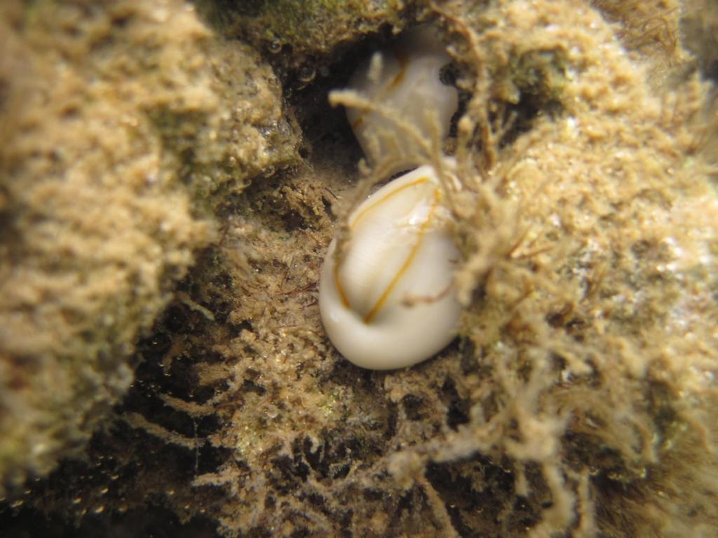 Gold Ring Cowry from Praia Do Bilene: In the Coastal lake of Bilene. on ...