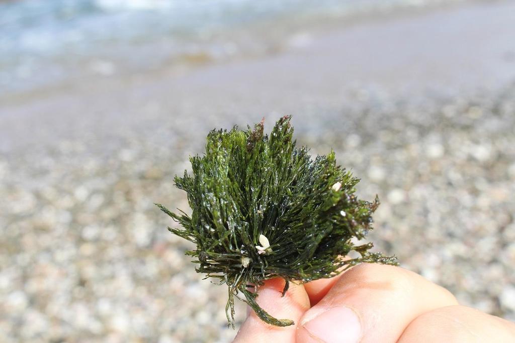 (Cladophora radiosa) - Botanical Realm