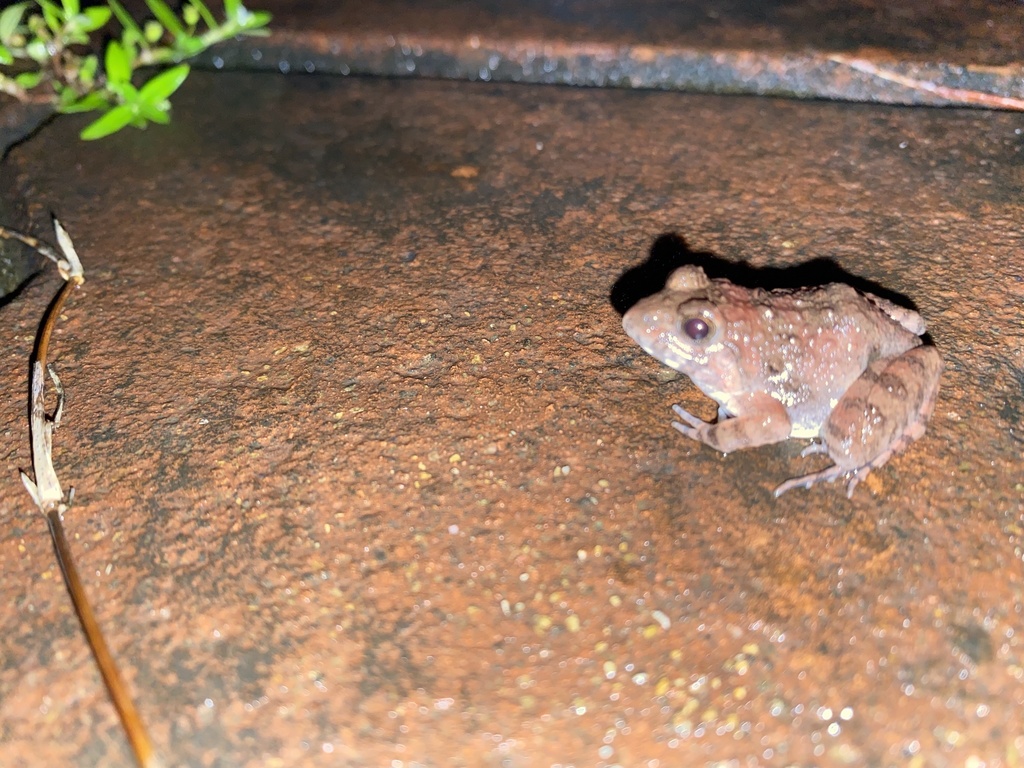 CEPF Burrowing Frog from Zuari Nagar, Vasco Da Gama, GA, IN on August ...