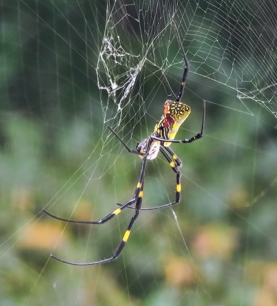 Joro Spider from Johns Creek on September 15, 2021 at 08:39 AM by ...