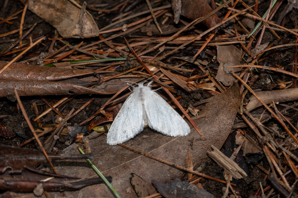 Swan Moth from 台灣新竹縣 on August 28, 2021 at 10:41 AM by 張智偉(Chang, Jack ...
