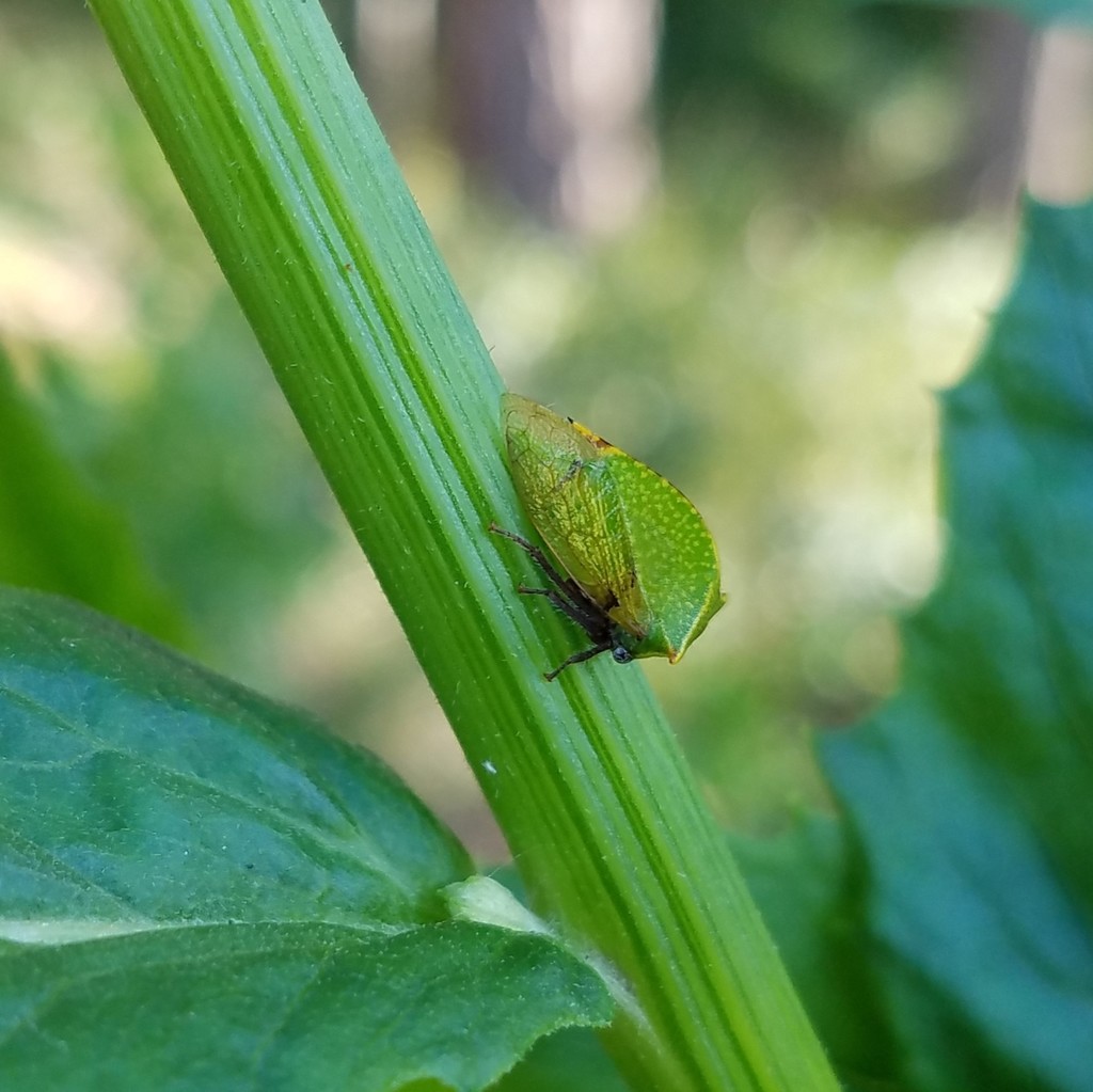 Tortistilus abnorma in September 2021 by Leila Dasher · iNaturalist