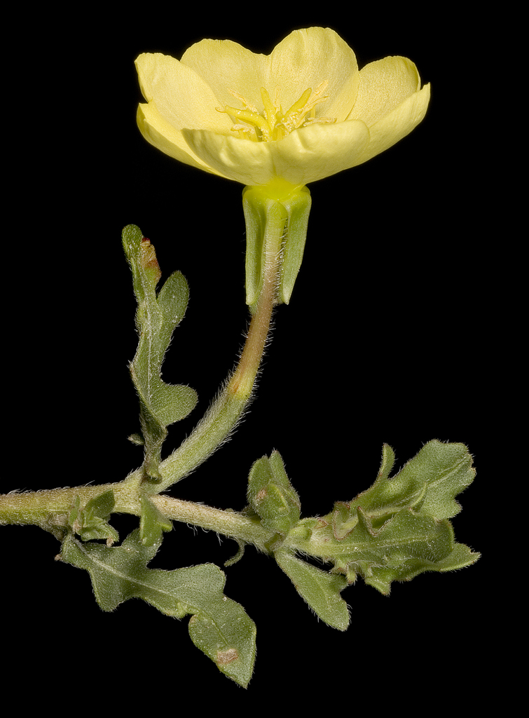 cutleaf evening primrose (Nash Prairie Plants List) · iNaturalist