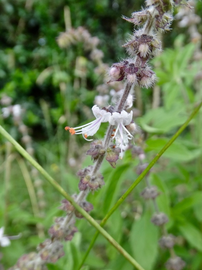 Kenyan Basil (Ocimum kenyense) - Botanical Realm