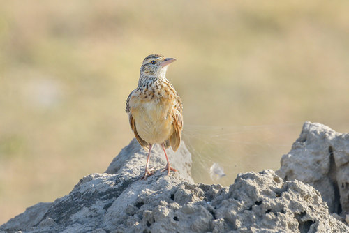 Rufous-naped Lark (Serengeti) (Subspecies Corypha africana tropicalis ...