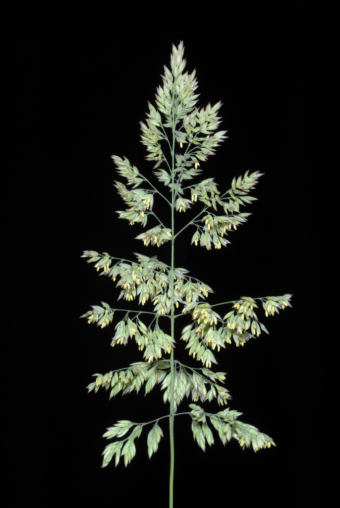 Yorkshire fog (Holcus lanatus) - Botanical Realm