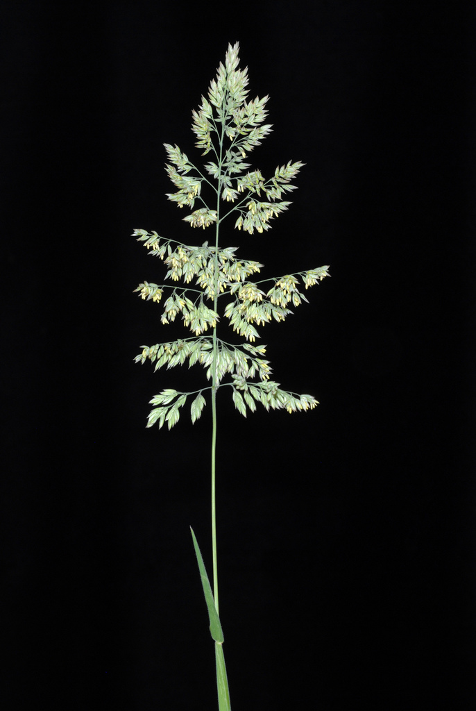 (Pooideae) - Botanical Realm