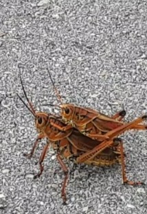 Eastern Lubber Grasshopper from Highlands County, FL, USA on March 22 ...