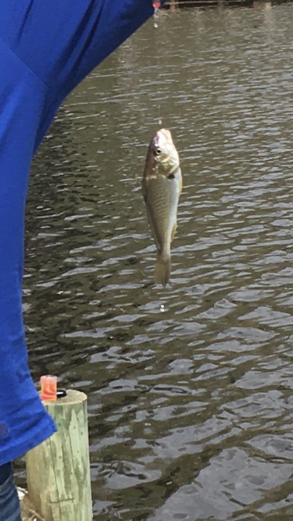 Atlantic Croaker from Bay Minette, AL, US on September 15, 2021 at 09: ...