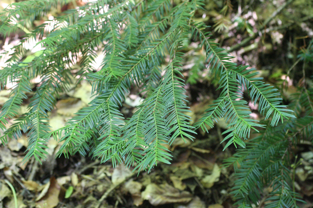common yew from Russia, Dagestan Republic, Sergokala District, SW of ...