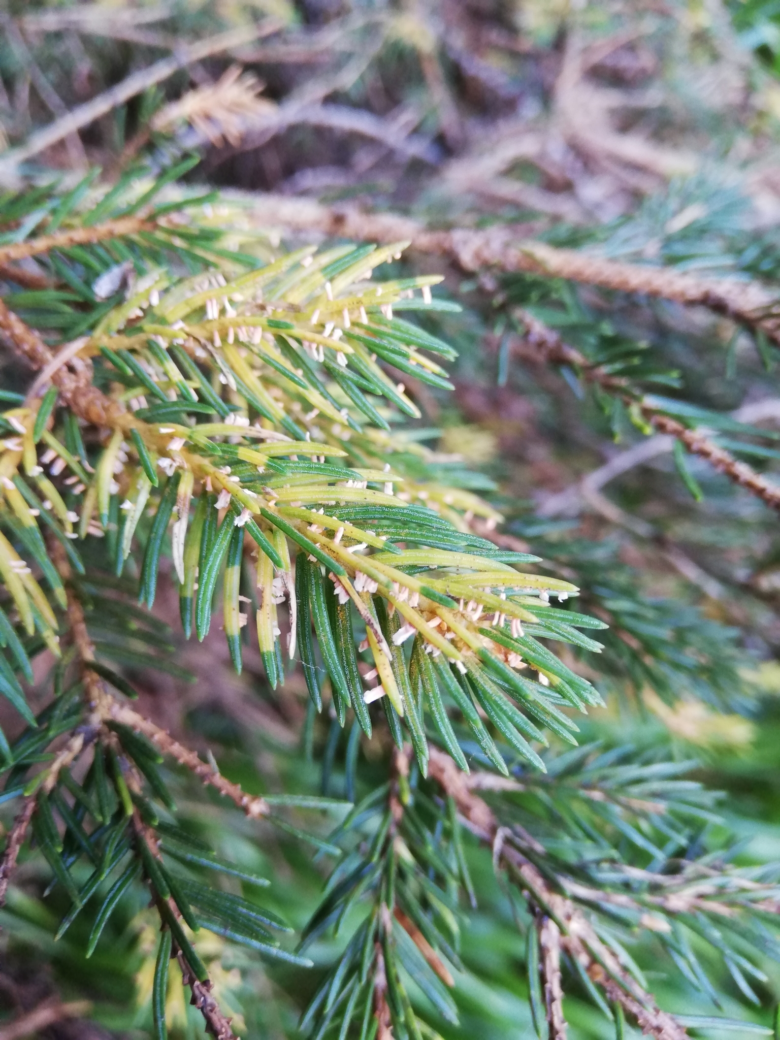 Chrysomyxa rhododendri (DC.) de Bary