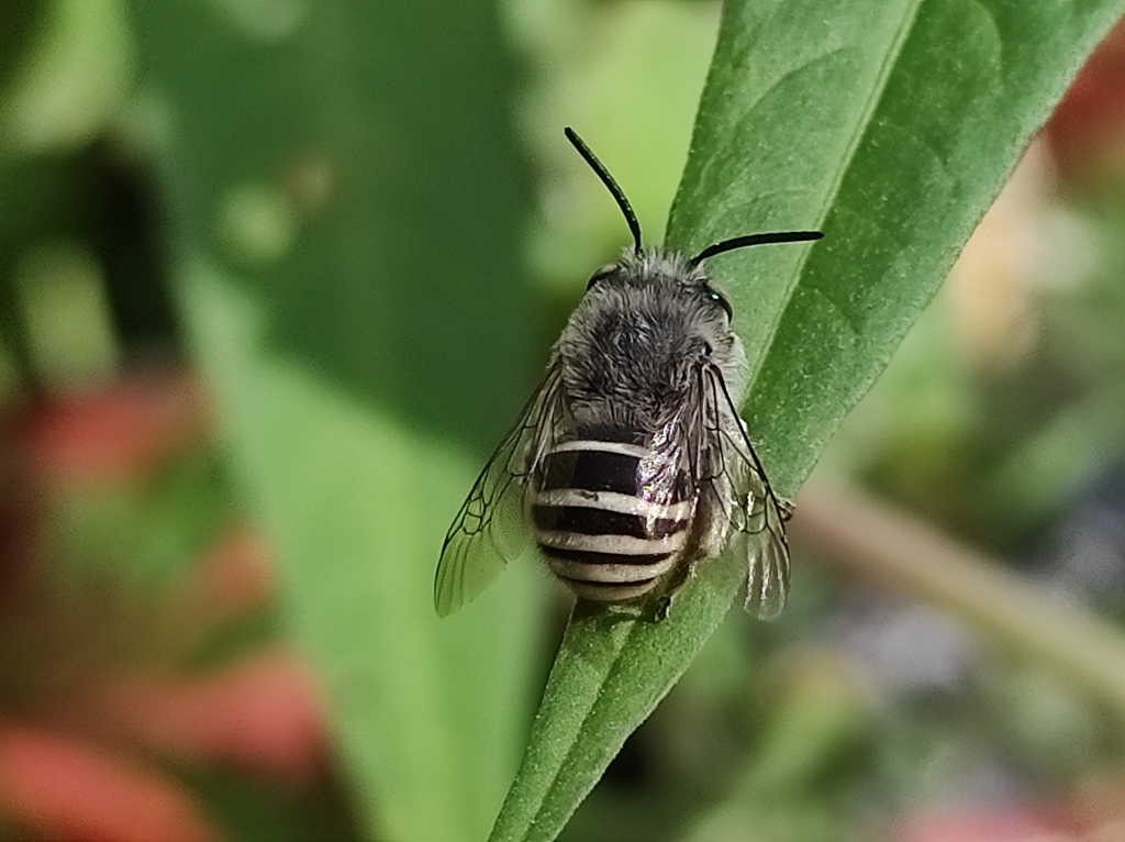 Anthophora marginata from Benito Juárez, 57000 Nezahualcóyotl, Méx ...