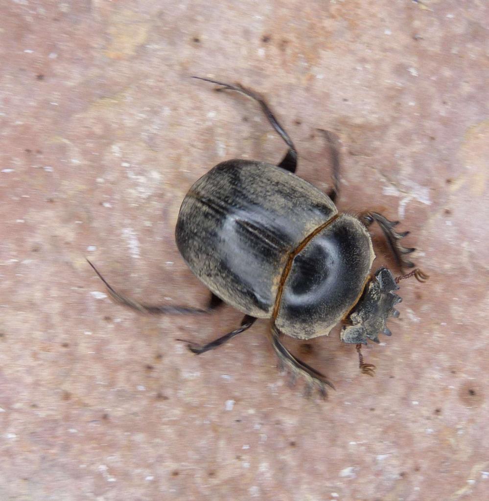 Escarabaeus satyrus from Farm Kyffhäuser, Maltahöhe, Namibia on ...