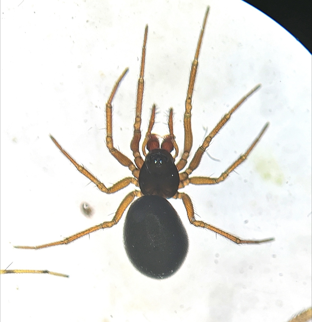 Erigone atra Blackwall, 1833