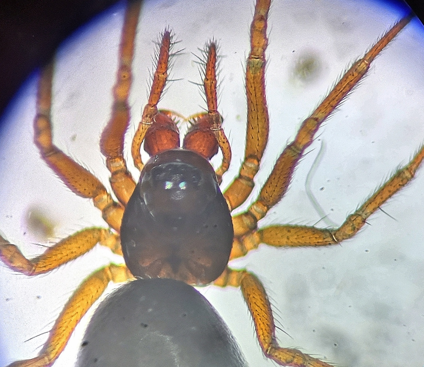 Erigone atra Blackwall, 1833