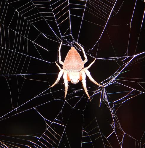 Triangle Orb-web Spiders (Genus Ideocaira) · iNaturalist
