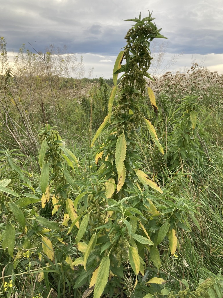 American stinging nettle from Southeast Calgary, Calgary, AB, Canada on ...