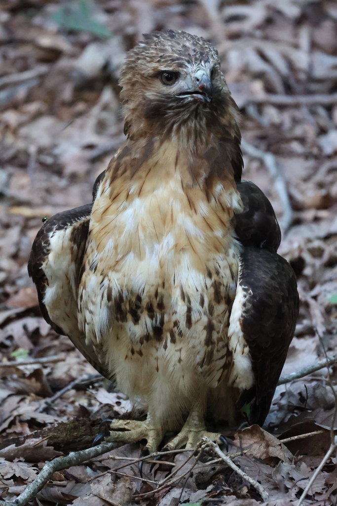 Red-tailed Hawk from Jefferson County, WV, USA on September 06, 2021 at ...