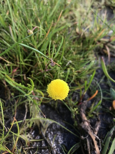Cotula vulgaris · iNaturalist Mexico